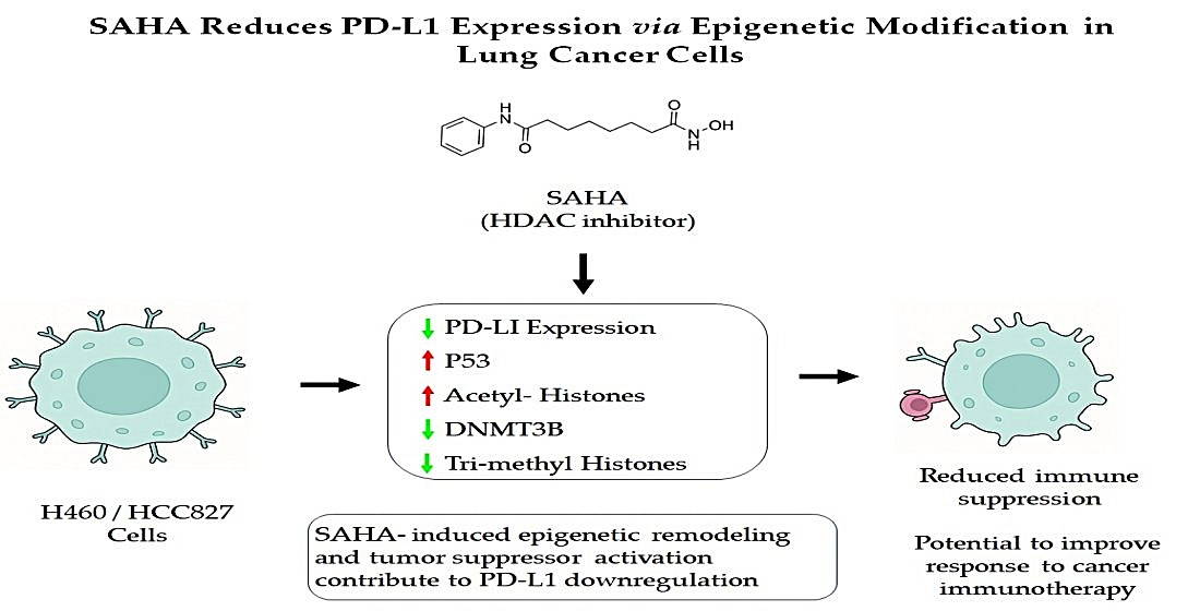 Regulation of PD-L1 Expression by SAHA-Mediated Histone Deacetylase ...