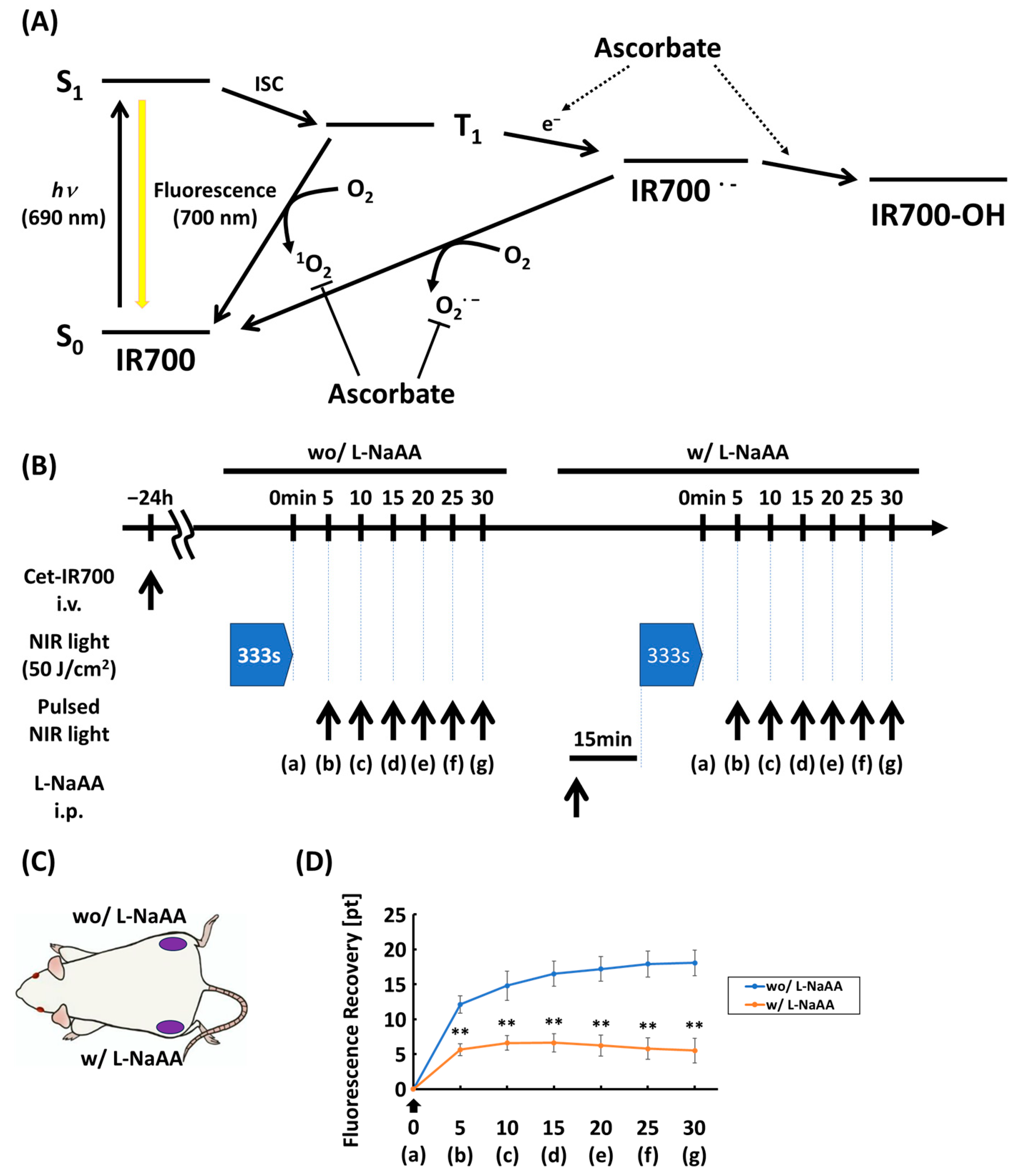 Recovery of IR700 Fluorescence After Near-Infrared Photoimmunotherapy ...