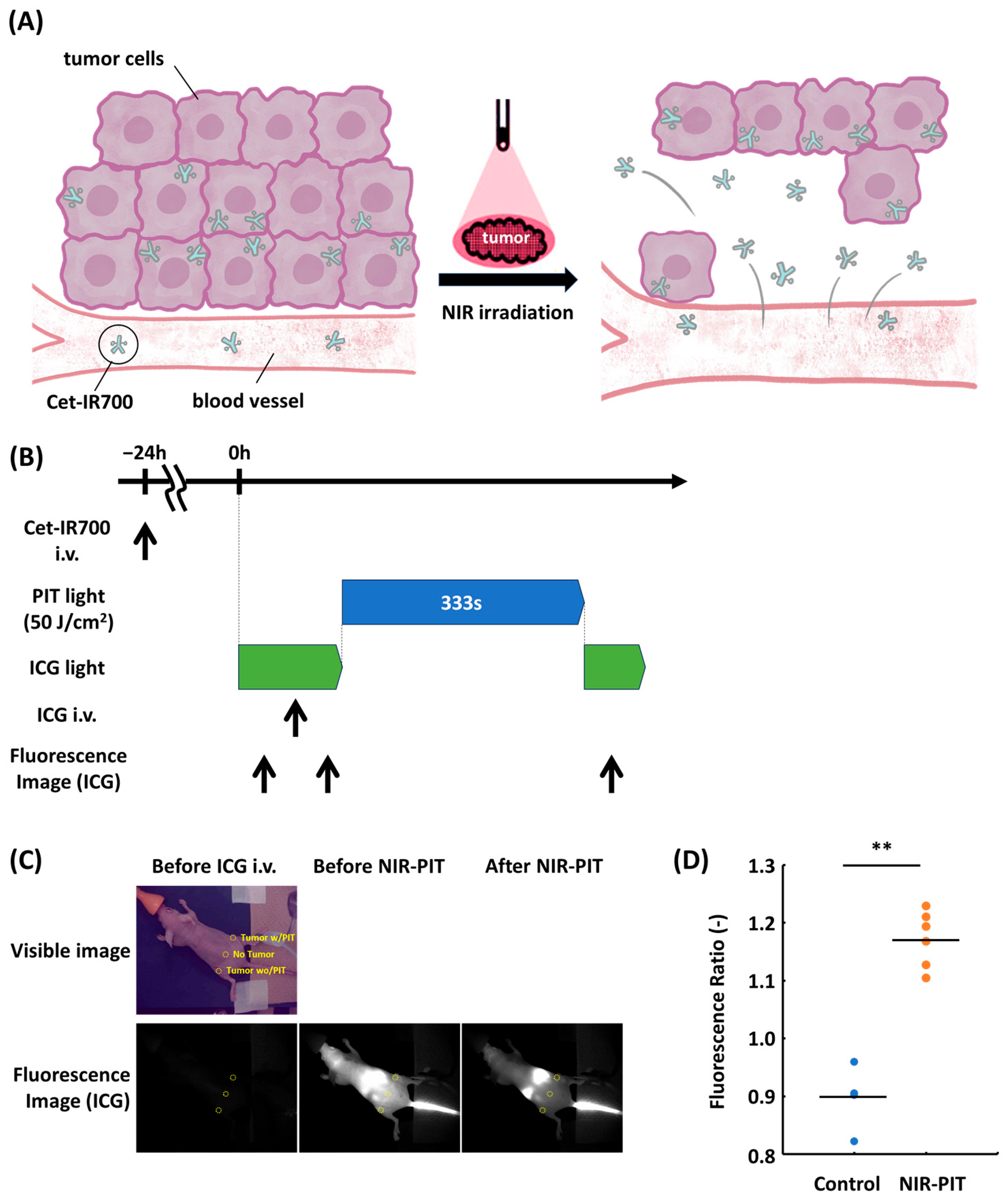 Recovery of IR700 Fluorescence After Near-Infrared Photoimmunotherapy ...