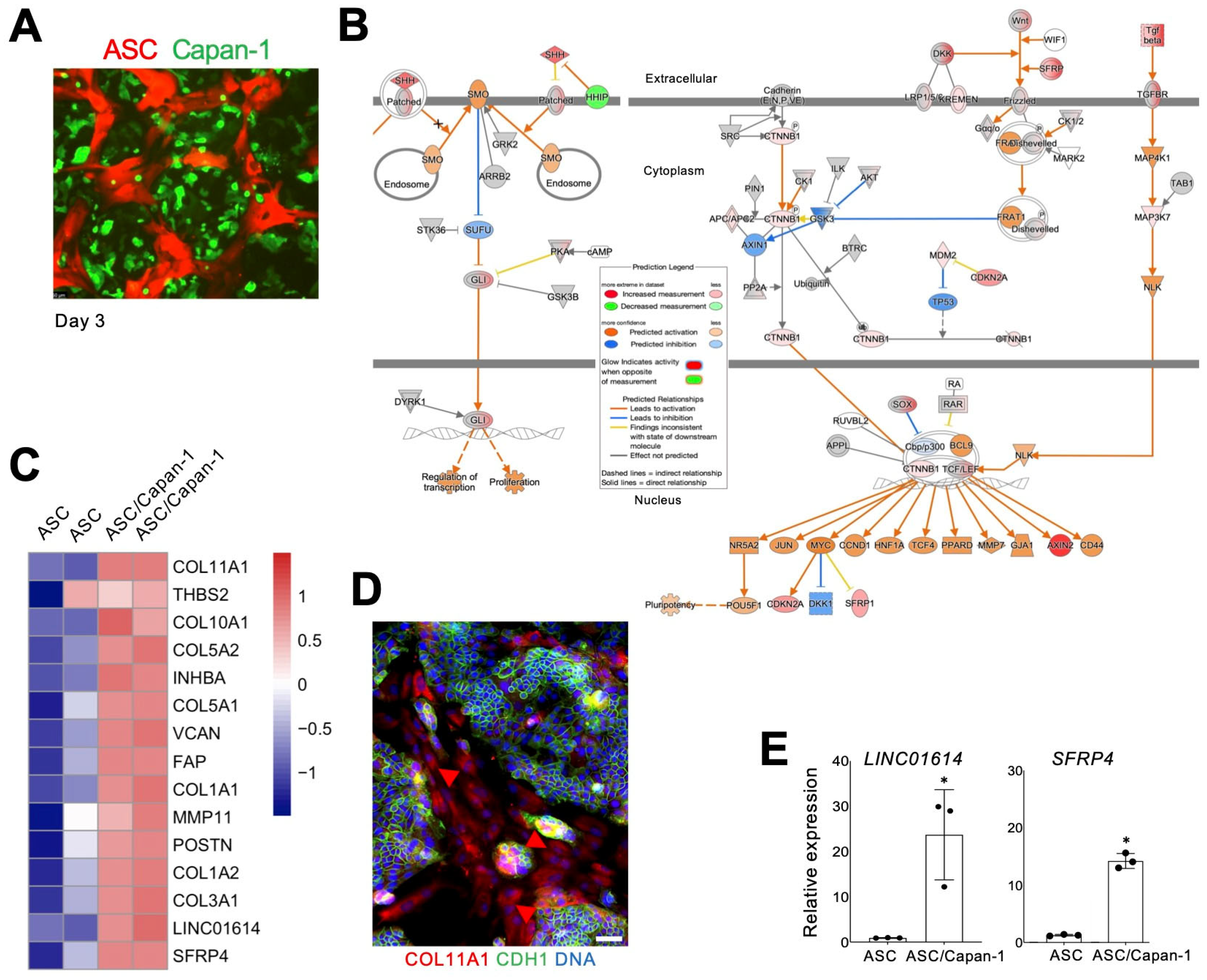 Adipose Stromal Cell-Derived Cancer-Associated Fibroblasts Promote ...