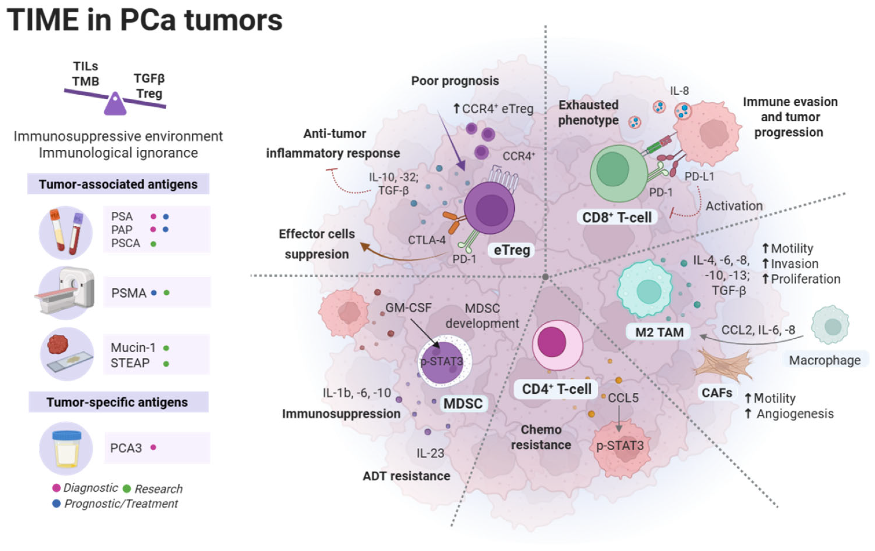 Immunotherapeutic Strategies for Prostate Cancer: A Comprehensive Review