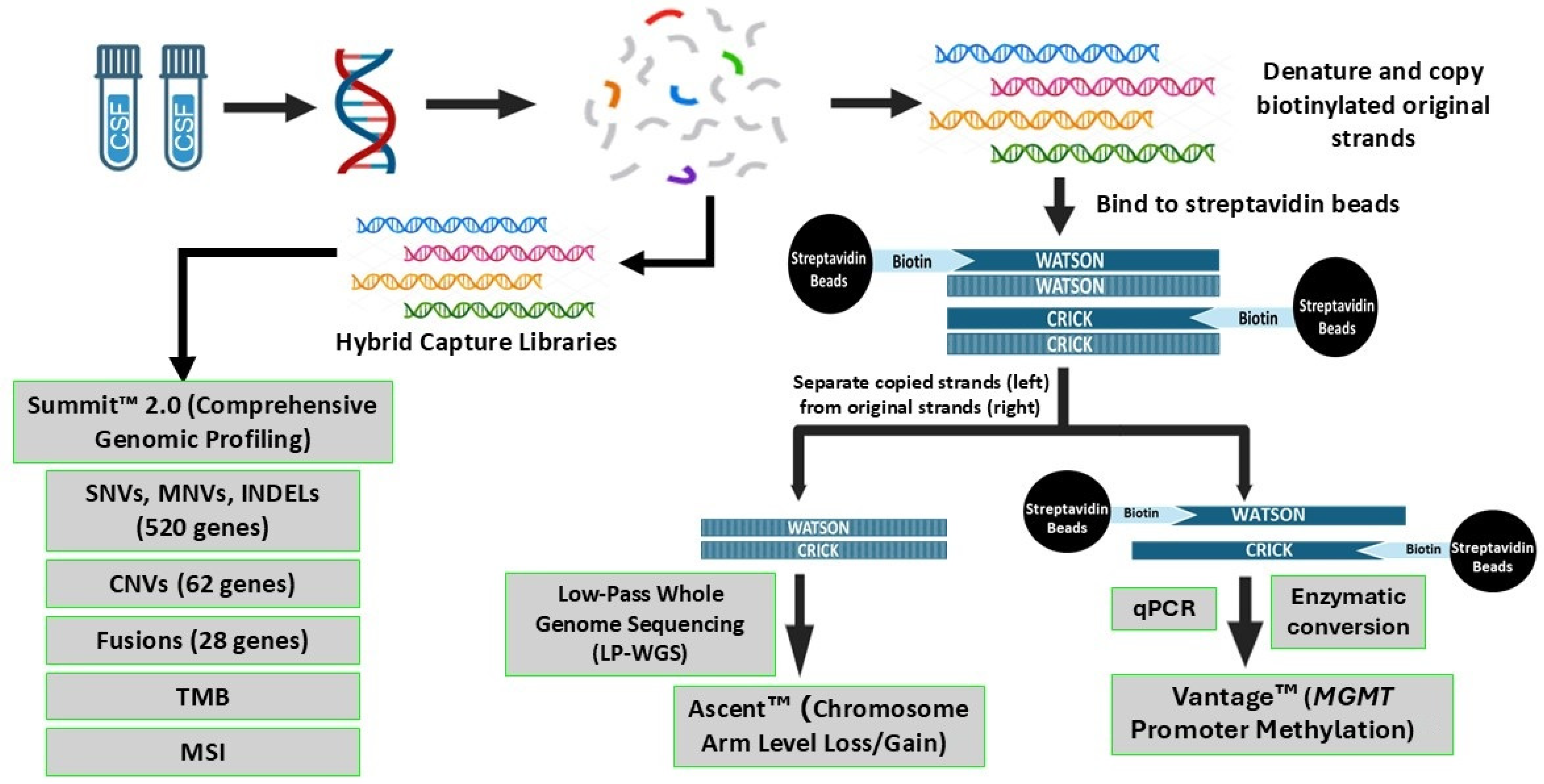 Analytical Validation and Clinical Sensitivity of the Belay Summit™ 2.0 ...