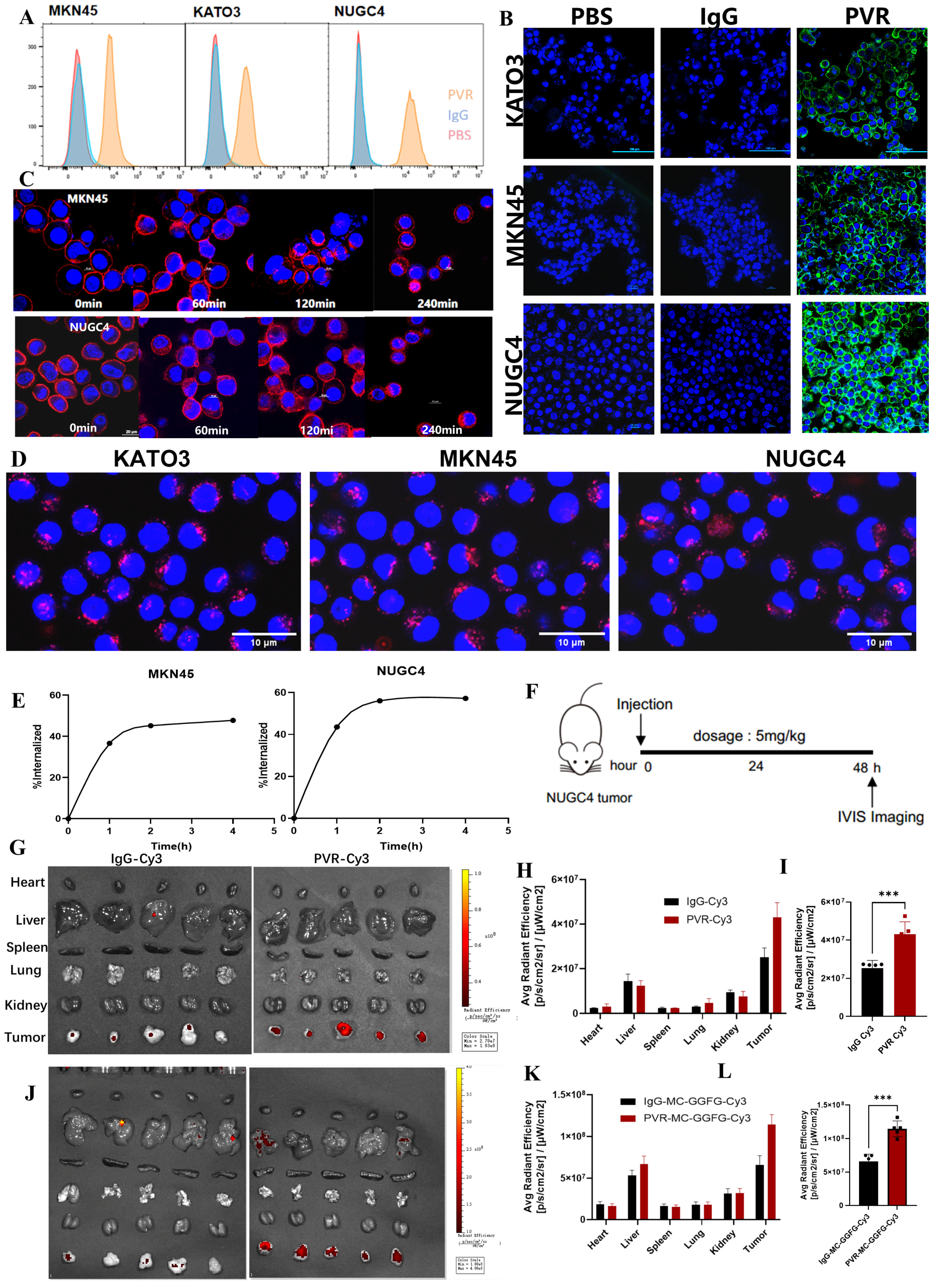 Poliovirus Receptor as a Potential Target in Gastric Signet-Ring Cell ...