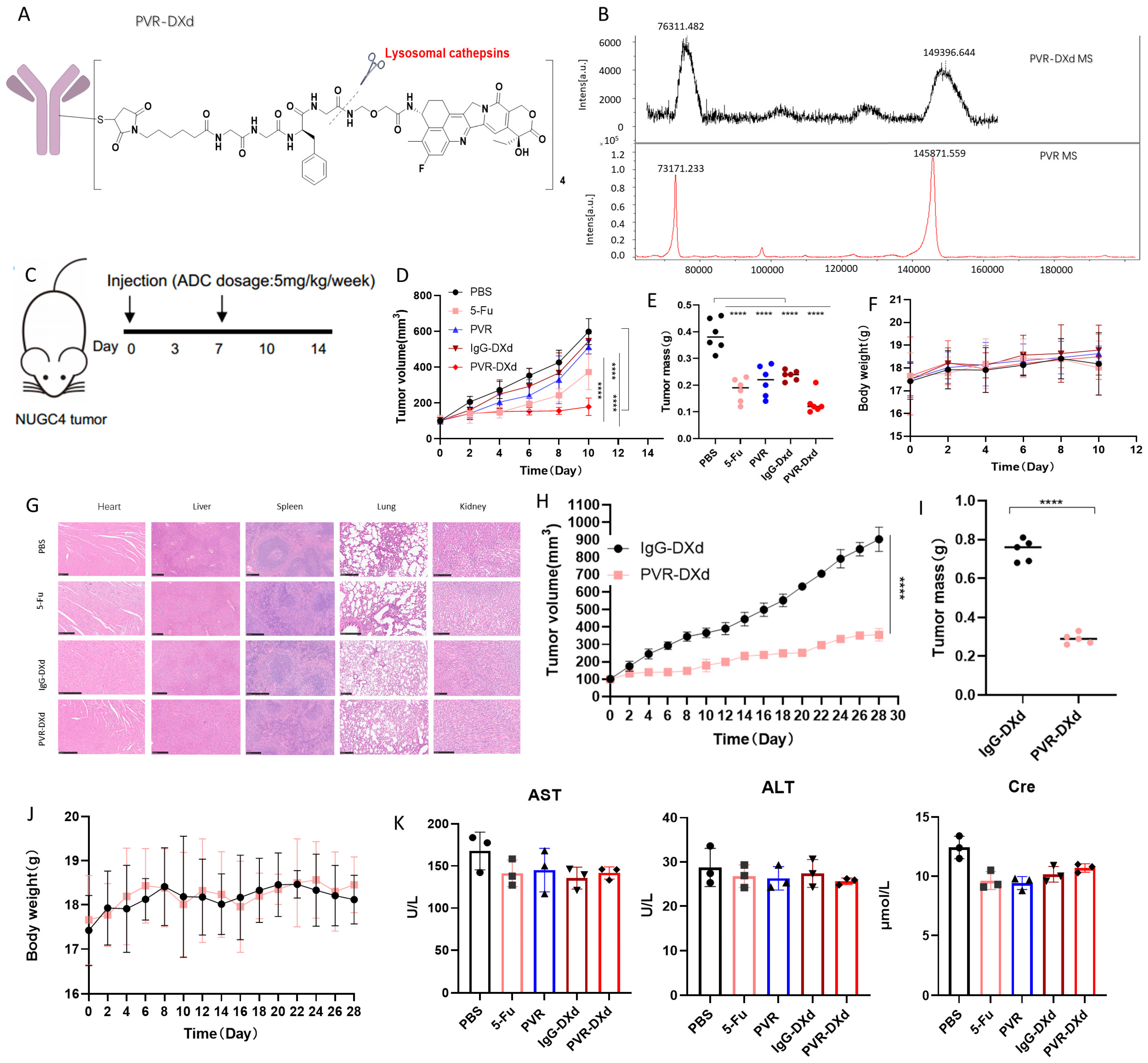 Poliovirus Receptor as a Potential Target in Gastric Signet-Ring Cell ...