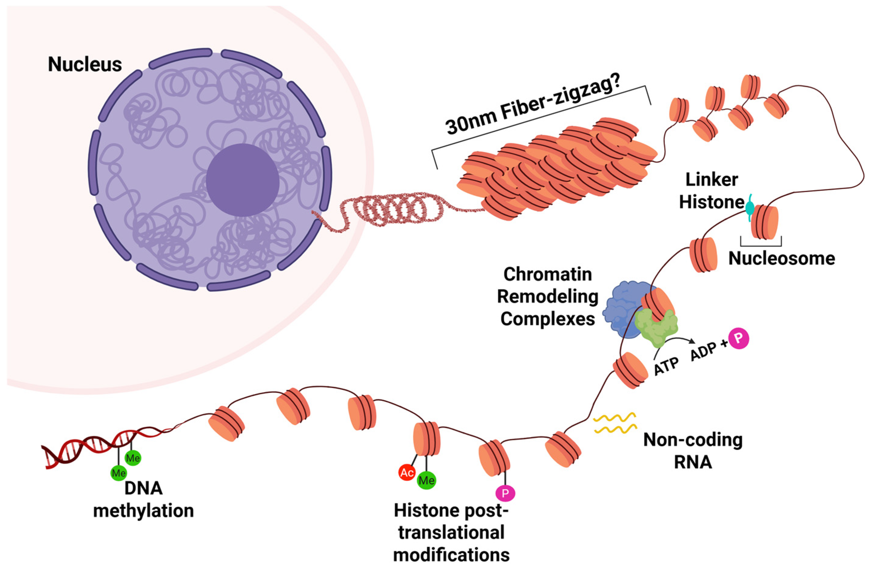 Epigenetic Regulation of Higher-Order Chromatin Structure (HOCS) and ...