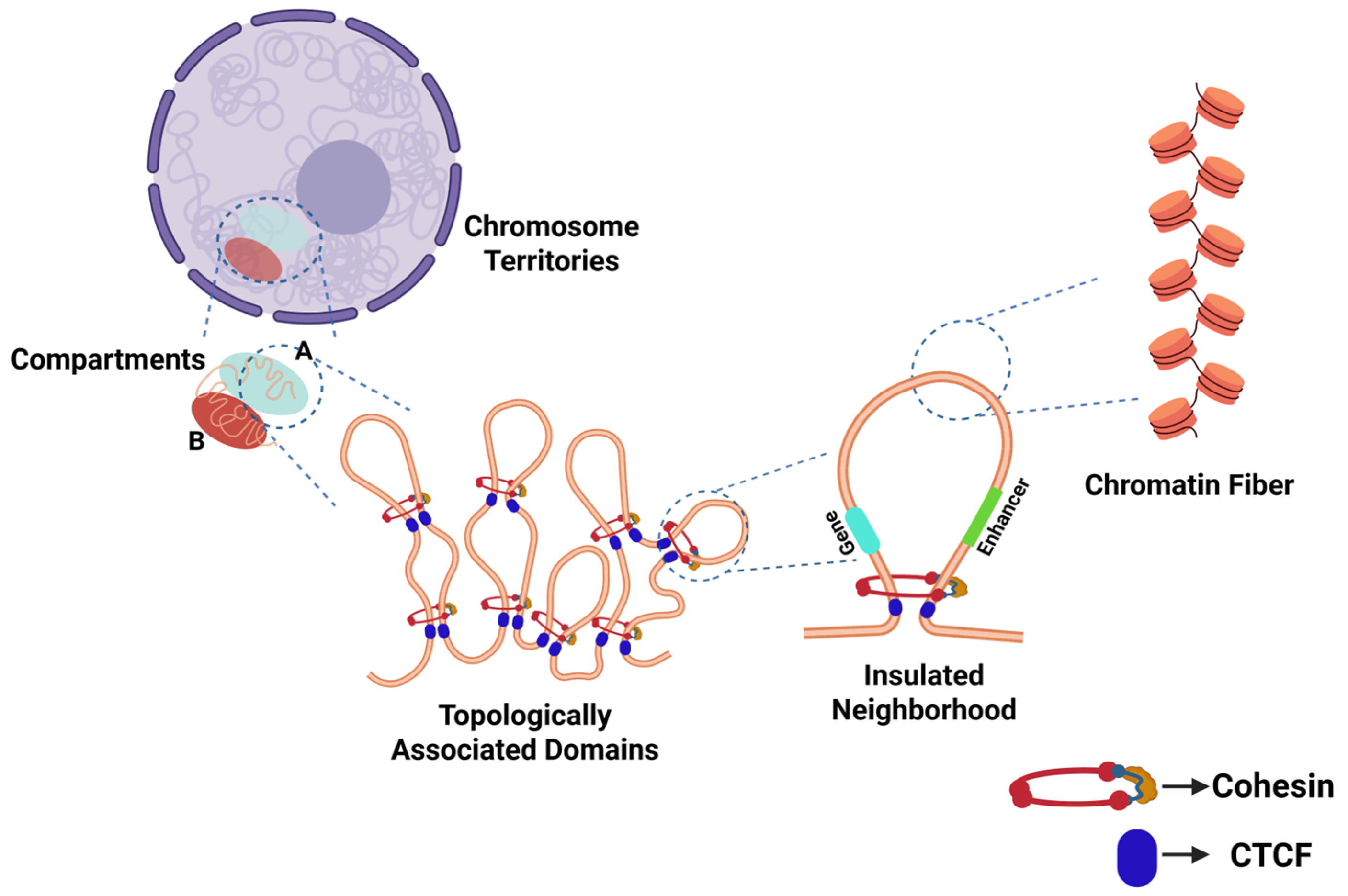 Epigenetic Regulation of Higher-Order Chromatin Structure (HOCS) and ...