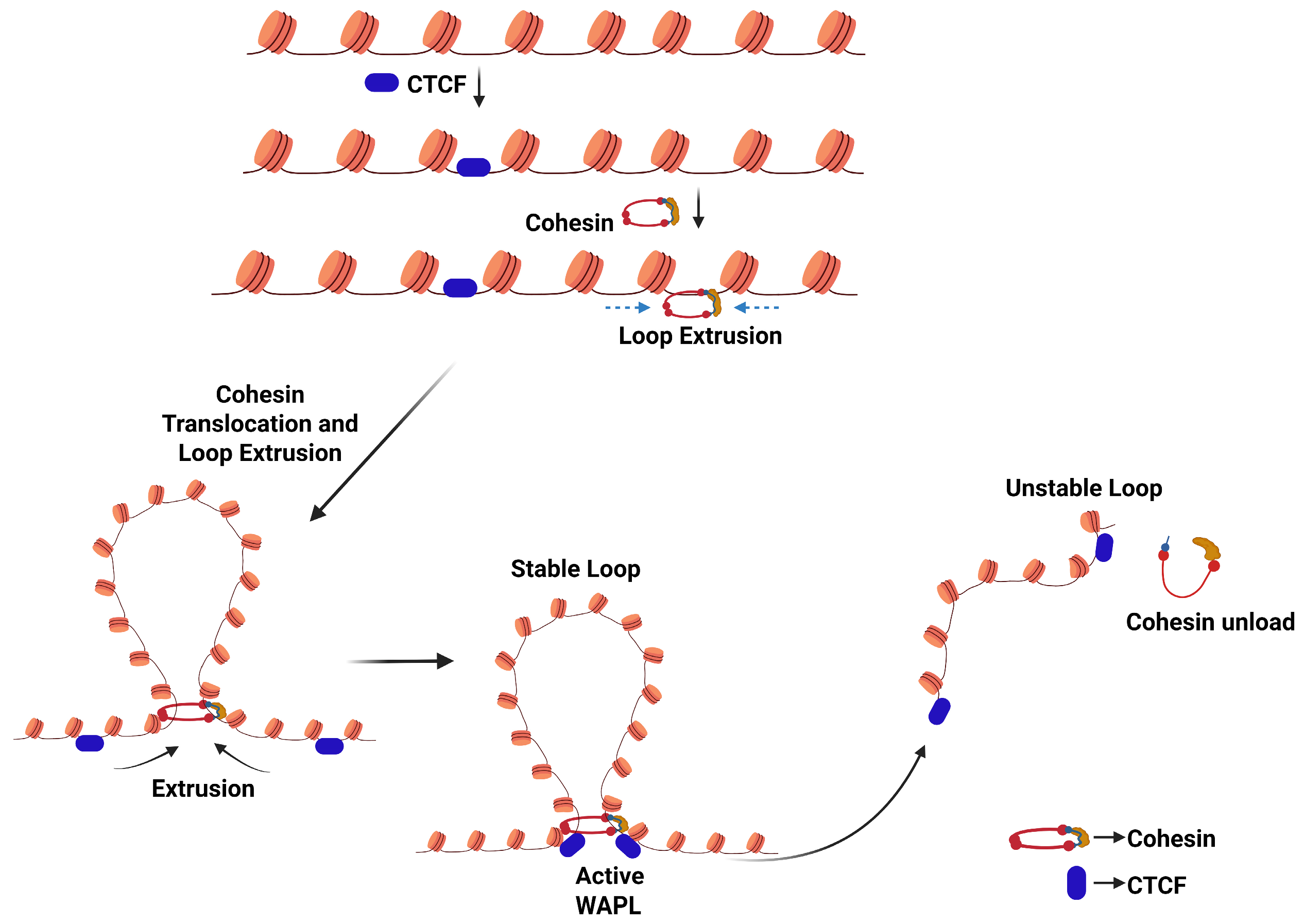 Epigenetic Regulation of Higher-Order Chromatin Structure (HOCS) and ...