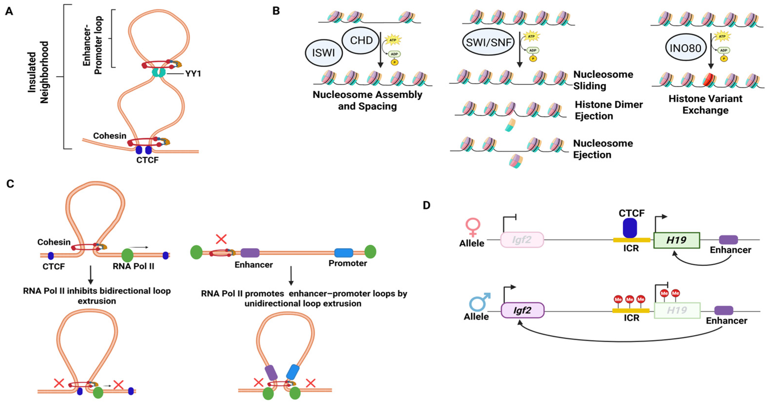 Epigenetic Regulation of Higher-Order Chromatin Structure (HOCS) and ...