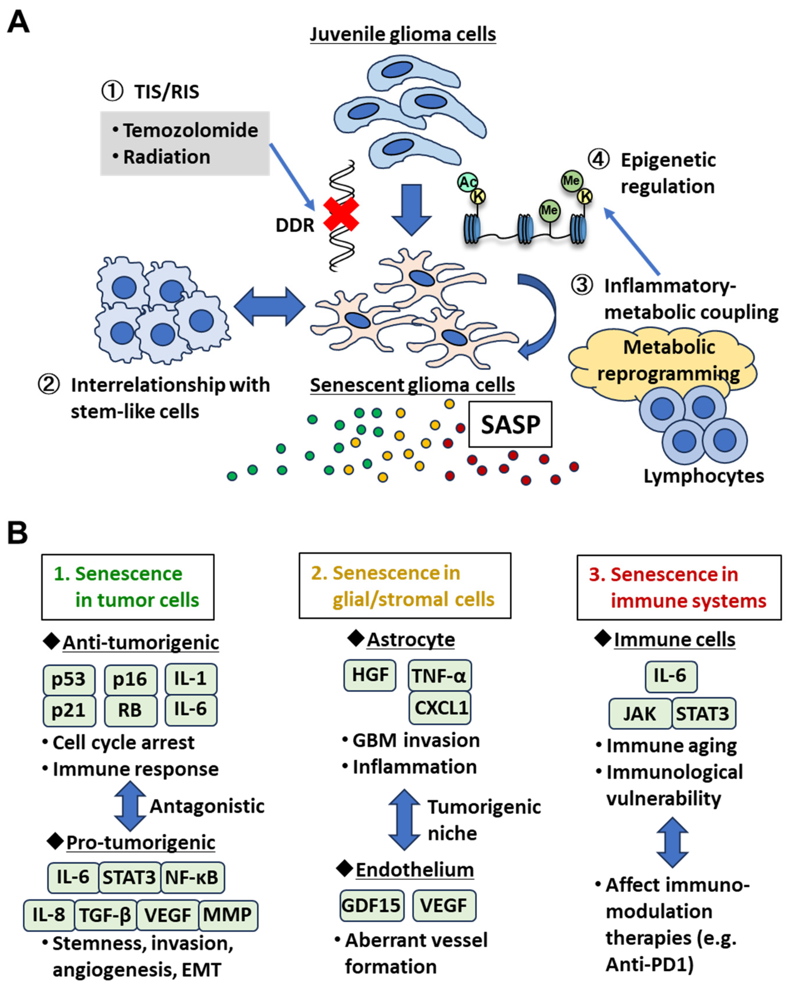 The Paradox of Senescence in Glioblastoma: SASP as an Emerging Cancer ...
