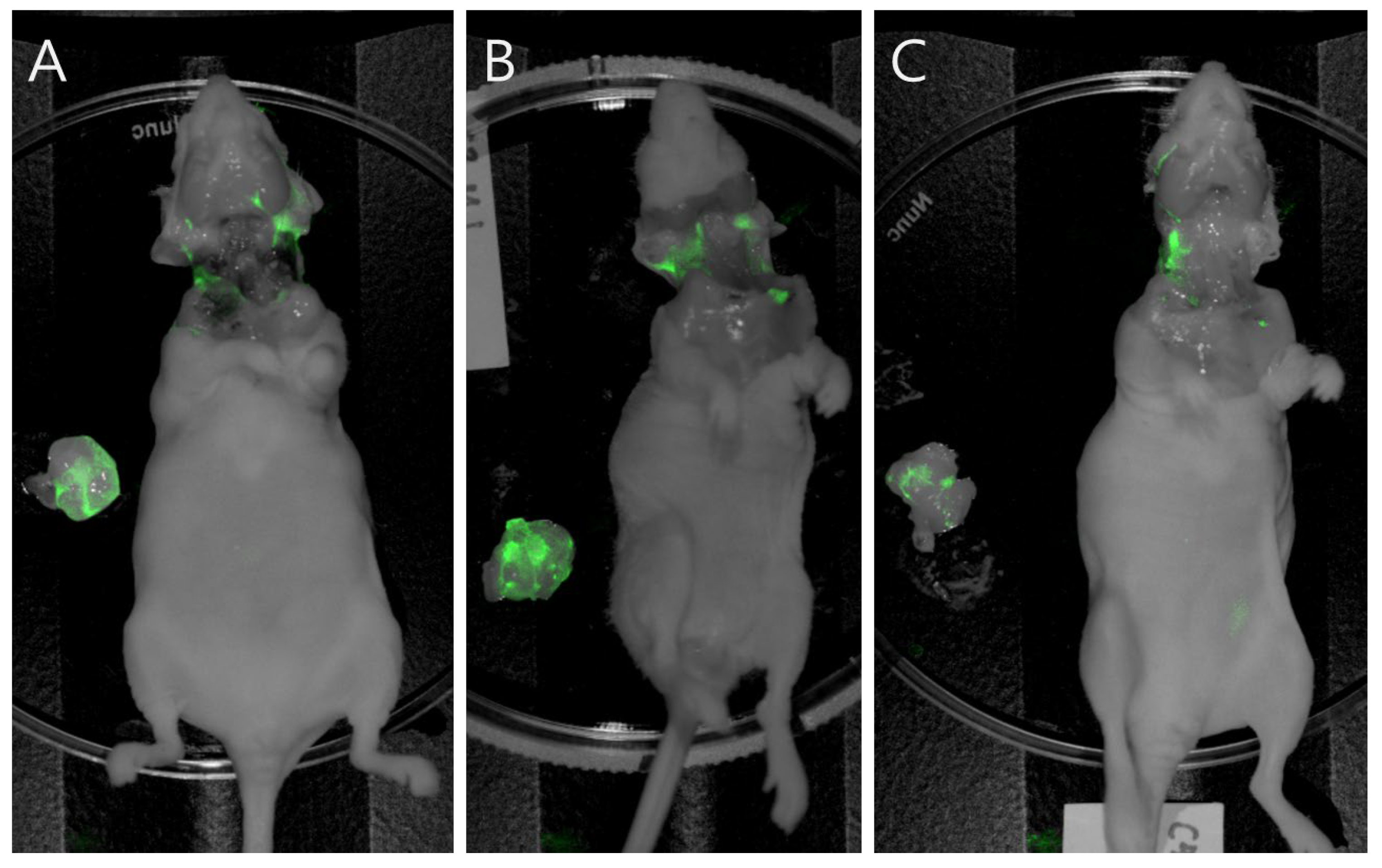 A pH-Sensitive Sprayable Fluorescent Probe Enables Accurate ...