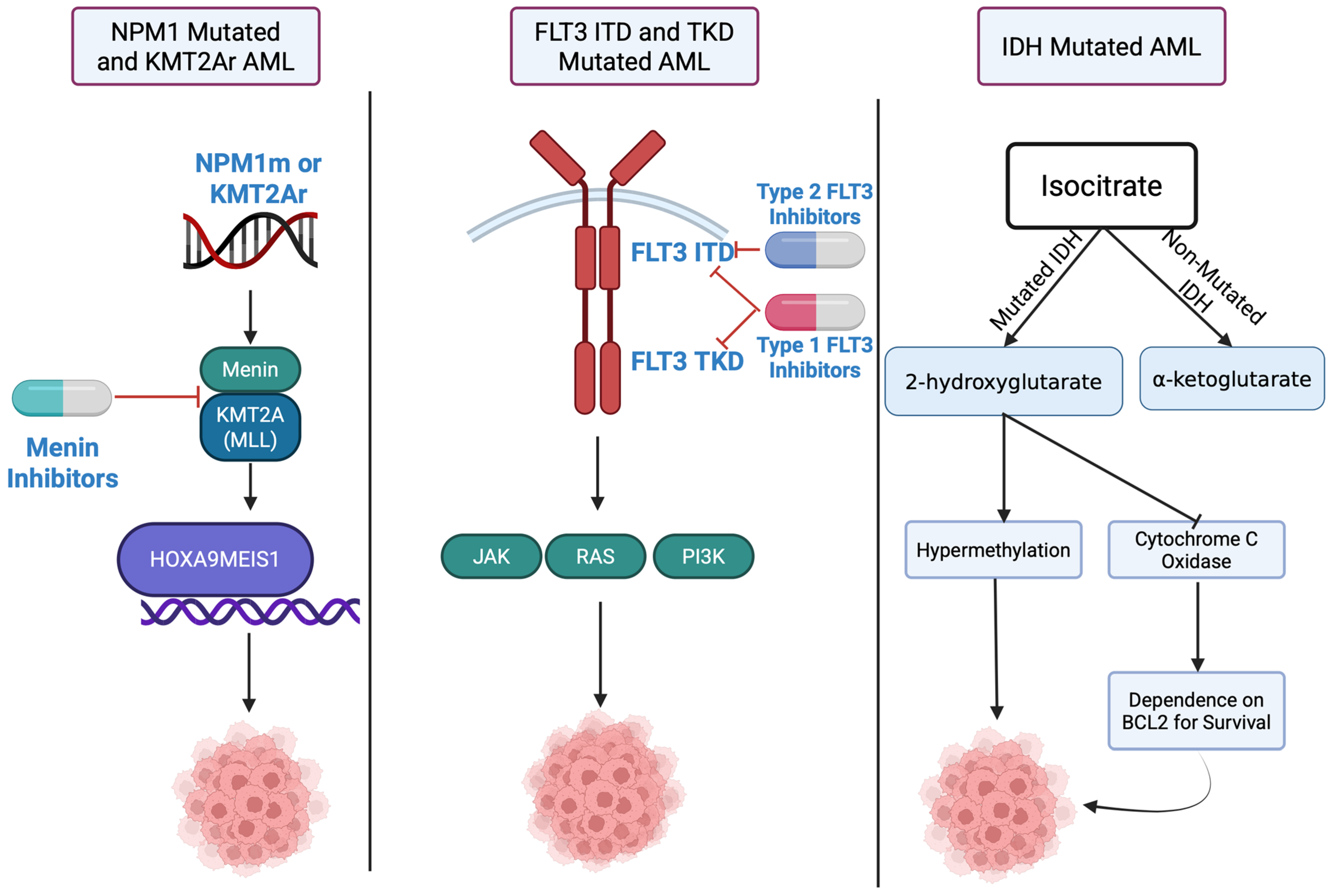 Management of Acute Myeloid Leukemia: A Review