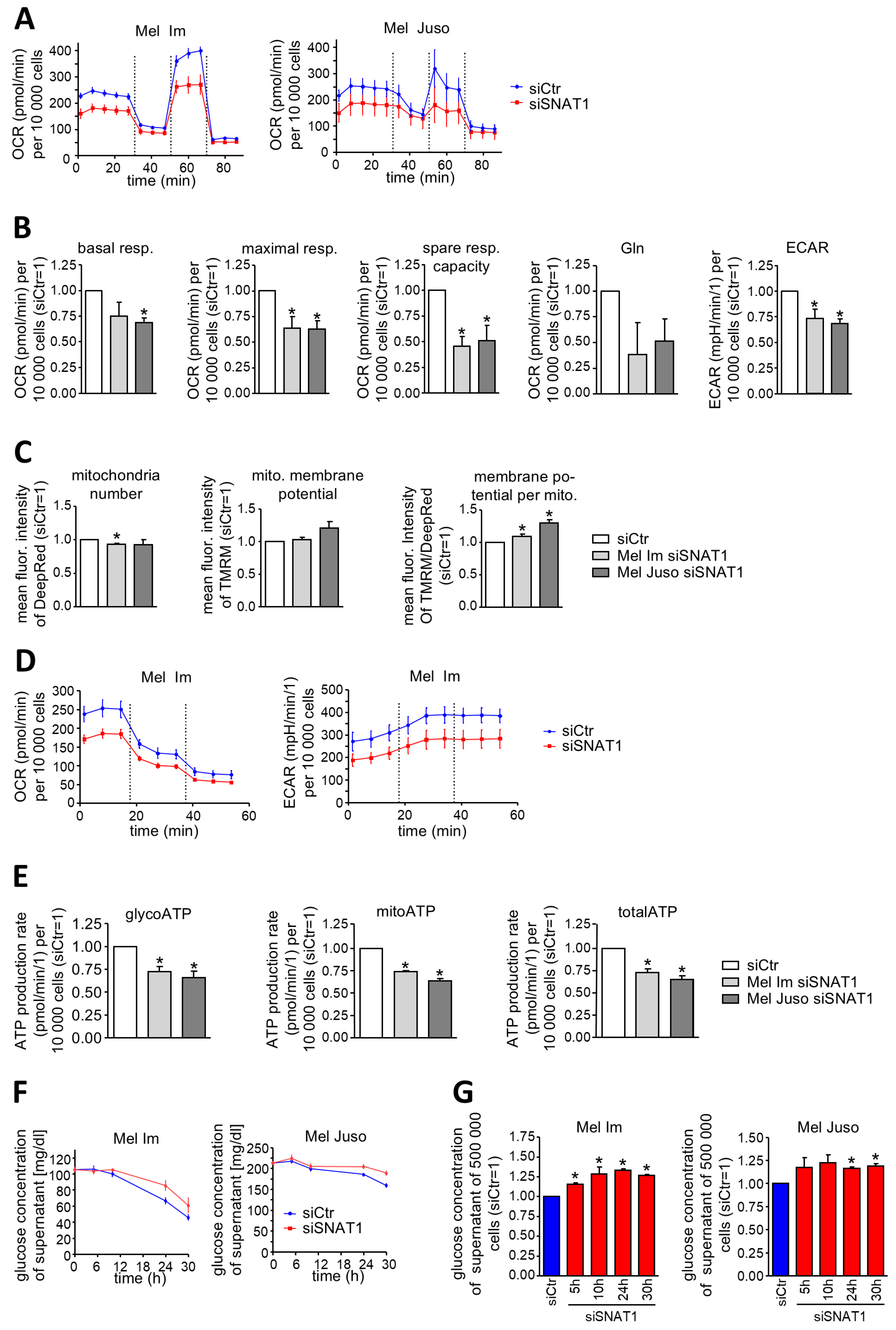 SNAT1 (SLC38A1) Is Not the Main Glutamine Transporter in Melanoma, but ...
