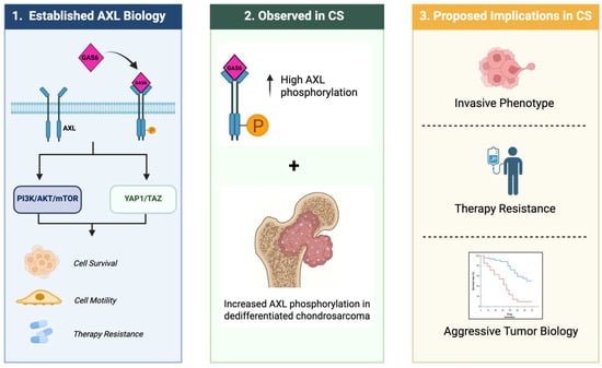The Role of AXL Signaling and Mutant Isocitrate Dehydrogenase 1/2 in ...