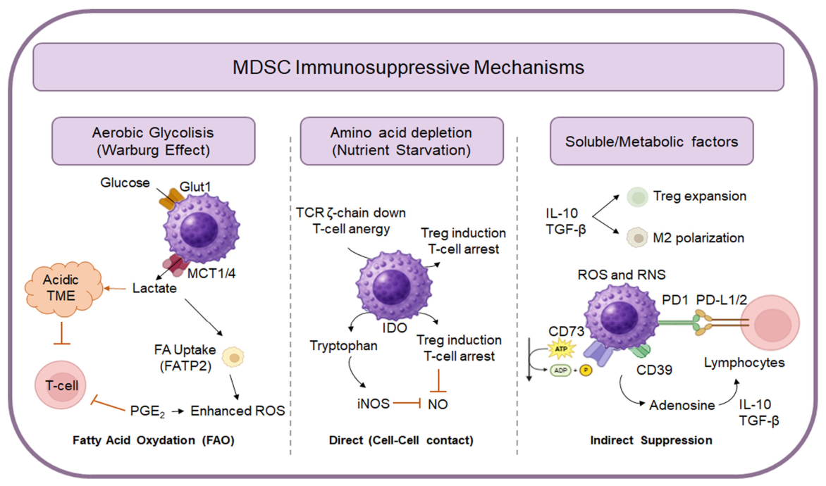 Myeloid-Derived Suppressor Cells in Cancer: Metabolic Reprogramming ...