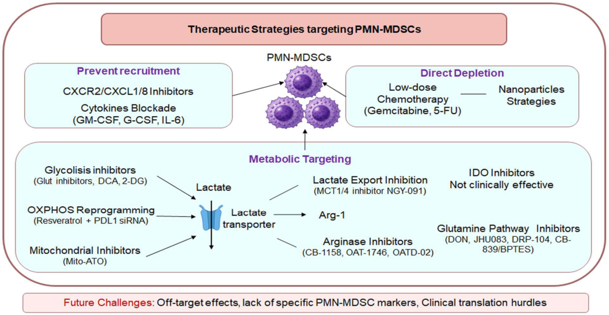 Myeloid-Derived Suppressor Cells in Cancer: Metabolic Reprogramming ...