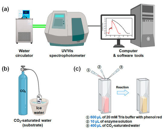 A Colorimetric CO2 Hydration Assay for Facile, Accurate, and Precise Determination of Carbonic ...