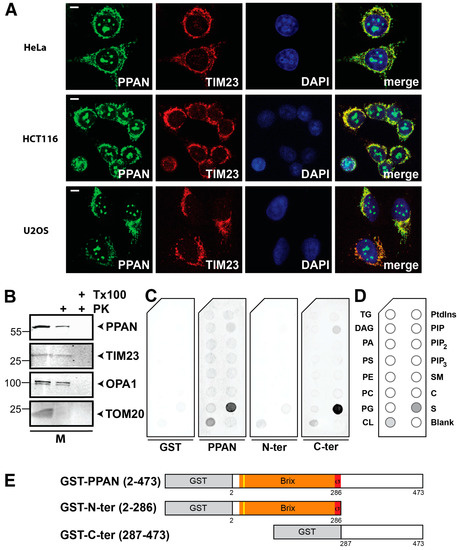 Loss of Peter Pan (PPAN) Affects Mitochondrial Homeostasis and ...