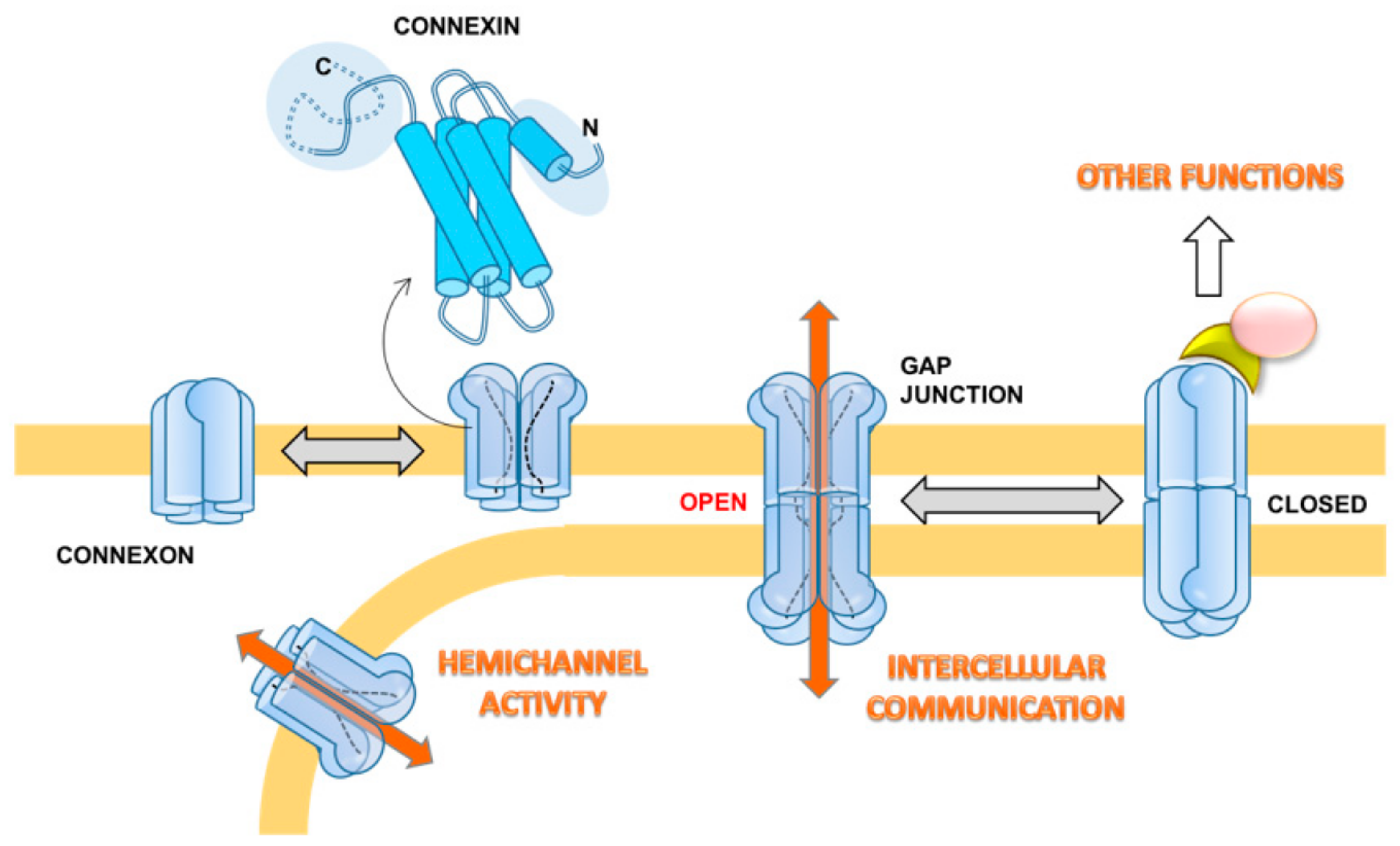 Cells Free Full Text Gap Junction Intercellular Communication In Cells Free Full Text Gap Junction Intercellular Communication In