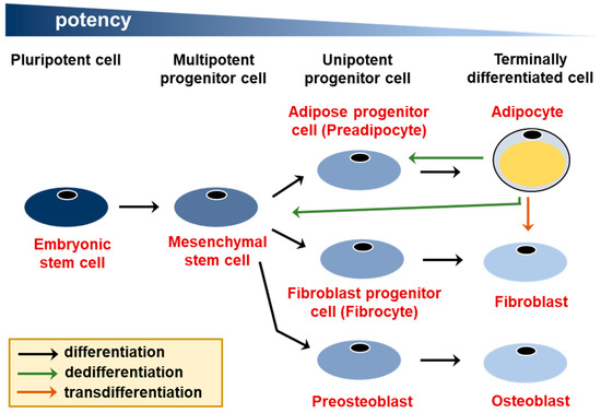 White Adipocyte Plasticity in Physiology and Disease