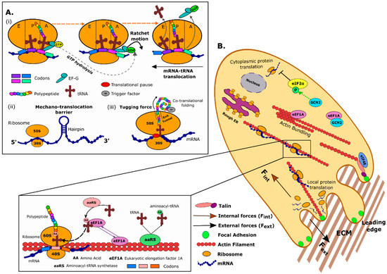 Mechanical Forces and Their Effect on the Ribosome and Protein ...