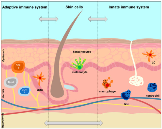 The Brain–Skin Connection and the Pathogenesis of Psoriasis: A Review ...