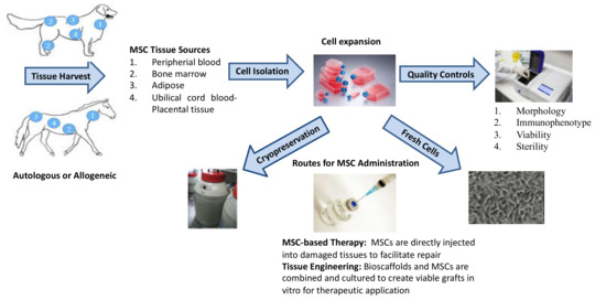 Veterinary Regenerative Medicine for Musculoskeletal Disorders: Can ...