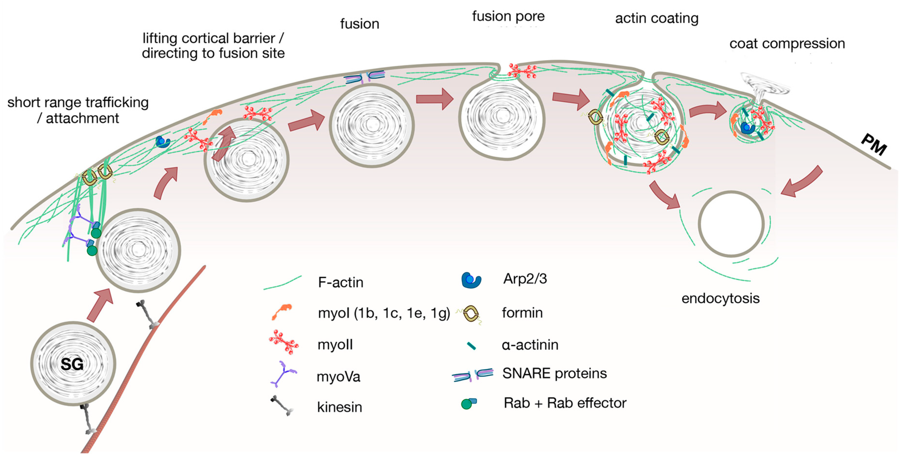 Cells Free Full Text Actin And Myosin In Non Neuronal Exocytosis Cells Free Full Text Actin And Myosin In Non Neuronal Exocytosis