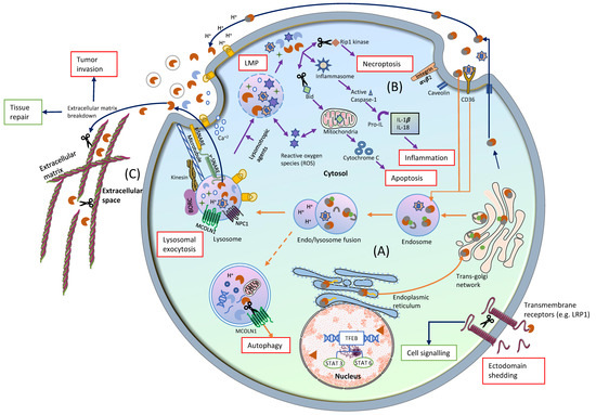 Cells | Free Full-Text | The Ins and Outs of Cathepsins: Physiological Function and Role in ...