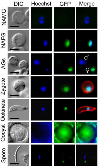 MRE11 Is Crucial for Malaria Parasite Transmission and Its Absence Affects Expression of ...