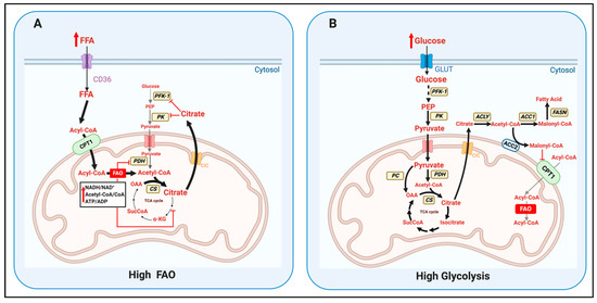 The Role of Mitochondrial Fat Oxidation in Cancer Cell Proliferation ...