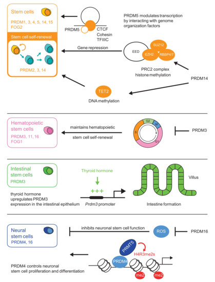 Emerging Roles of PRDM Factors in Stem Cells and Neuronal System ...