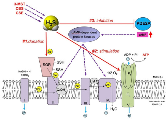 Hydrogen Sulfide, an Endogenous Stimulator of Mitochondrial Function in ...