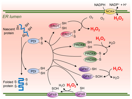 Intracellular Sources of ROS/H2O2 in Health and Neurodegeneration ...