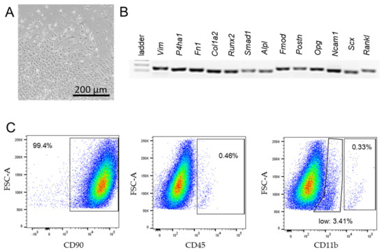 Mechanical Stress Induce PG-E2 in Murine Synovial Fibroblasts ...