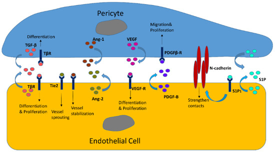 Emerging Role of Pericytes and Their Secretome in the Heart