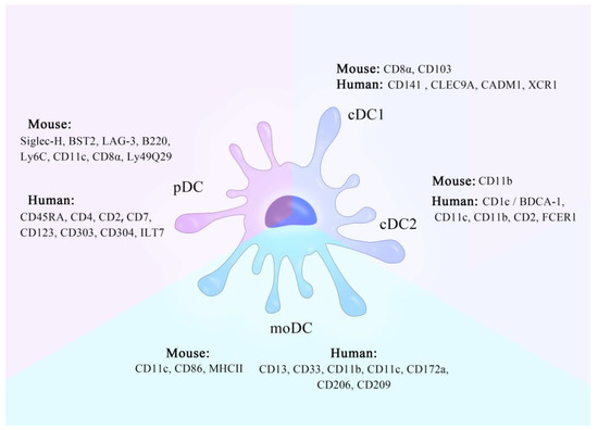 Functions of Dendritic Cells and Its Association with Intestinal Diseases