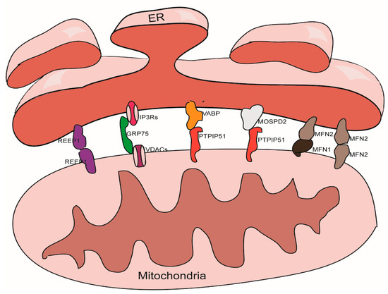 The MAMs Structure and Its Role in Cell Death