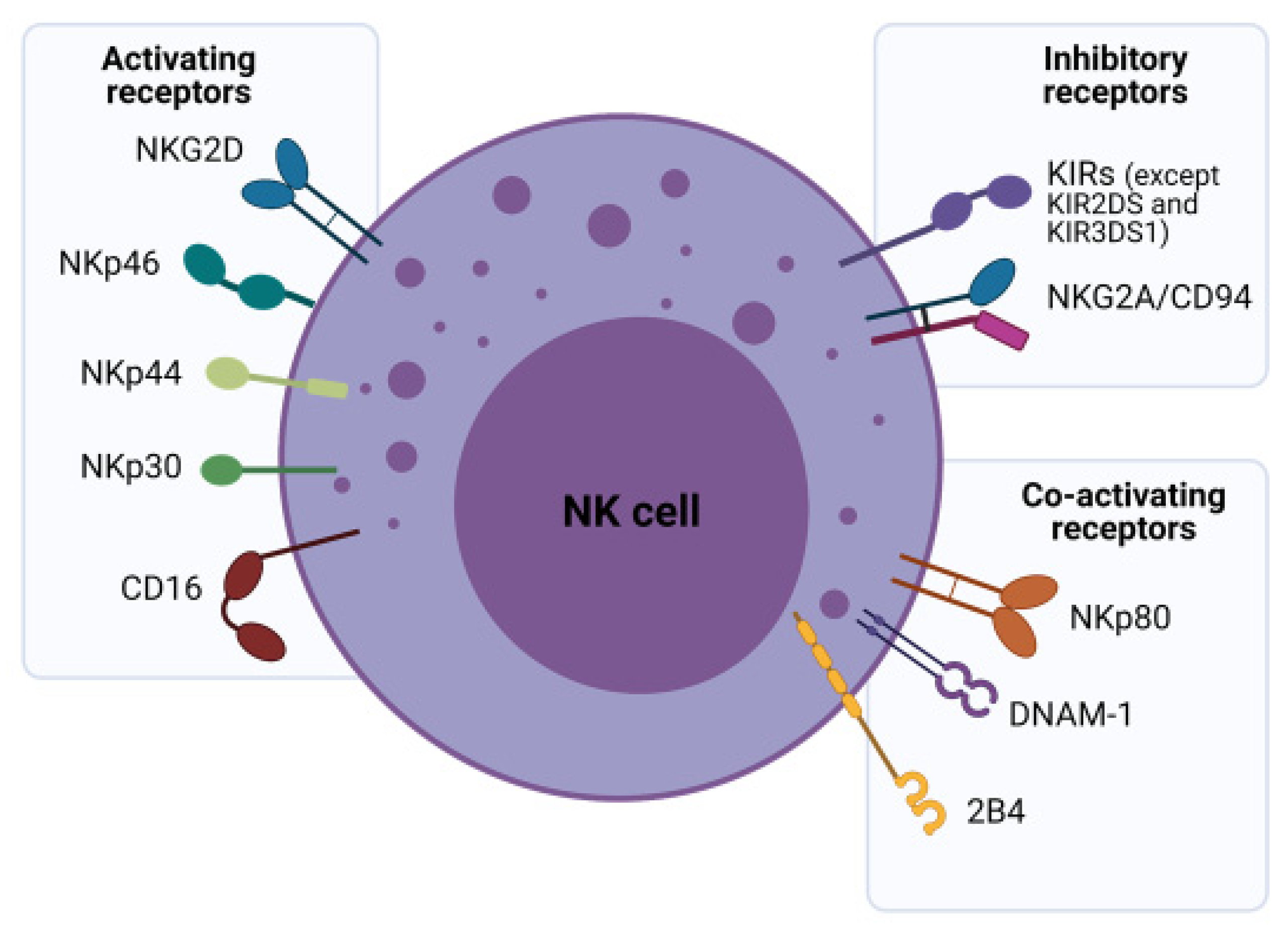 Cells Free Full Text Enhancing A Natural Killer Modification Of NK Cells Free Full Text Enhancing A Natural Killer Modification Of NK