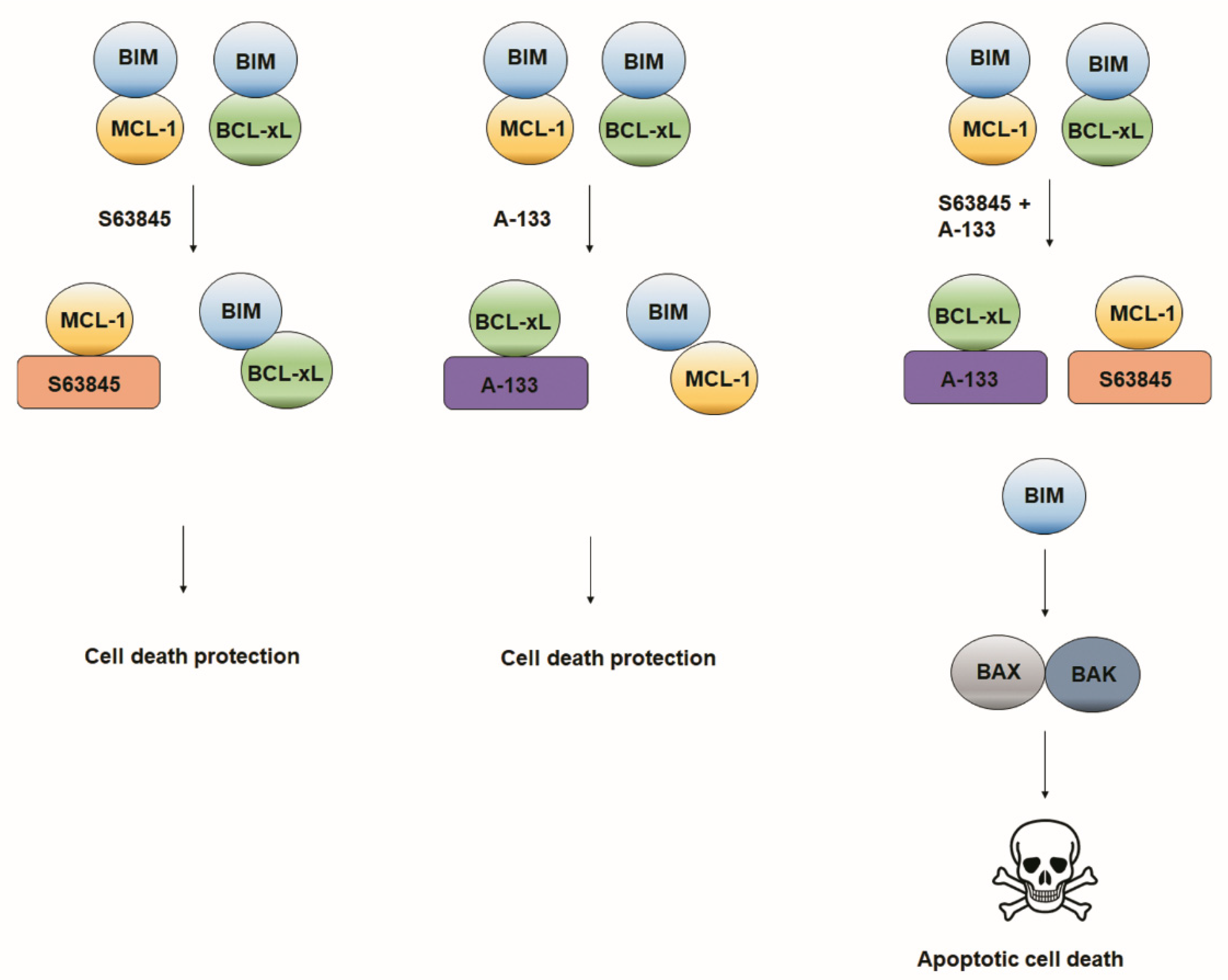 Cells Free Full Text ER Breast Cancer Strongly Depends On MCL 1 Cells Free Full Text ER Breast Cancer Strongly Depends On MCL 1
