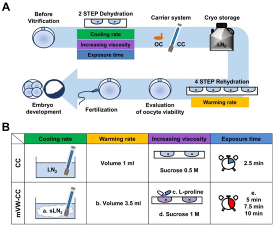 Development of Optimized Vitrification Procedures Using Closed Carrier ...