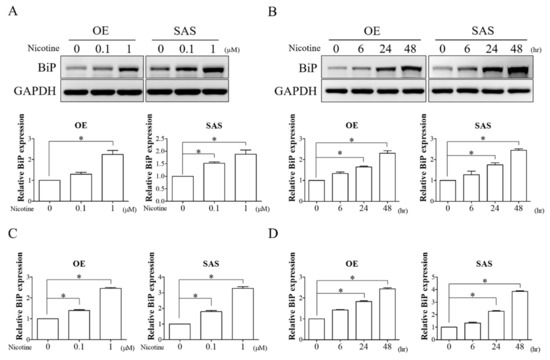 YAP-Dependent BiP Induction Is Involved in Nicotine-Mediated Oral ...