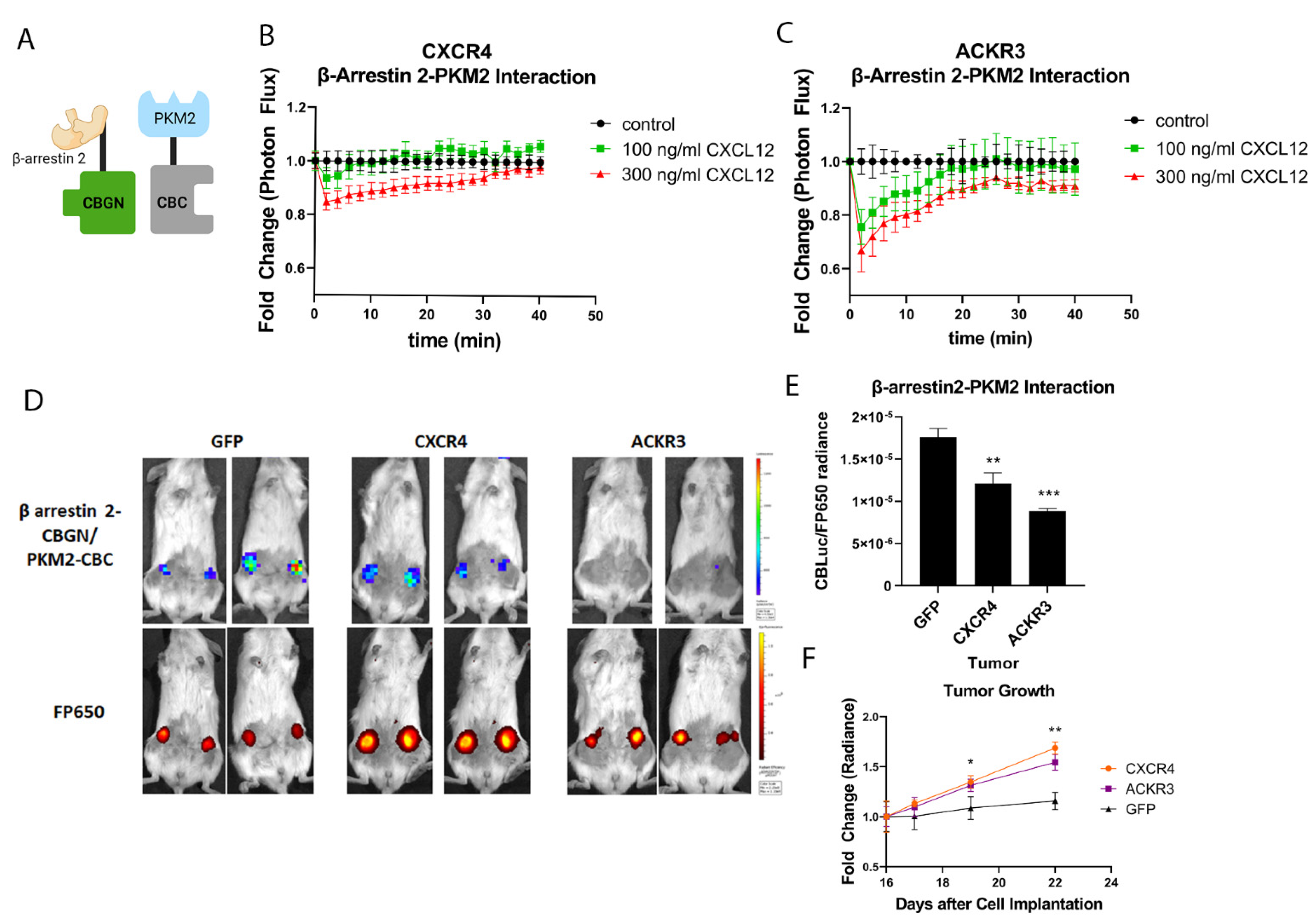 The CXCL12/CXCR4/ACKR3 Signaling Axis Regulates PKM2 and Glycolysis