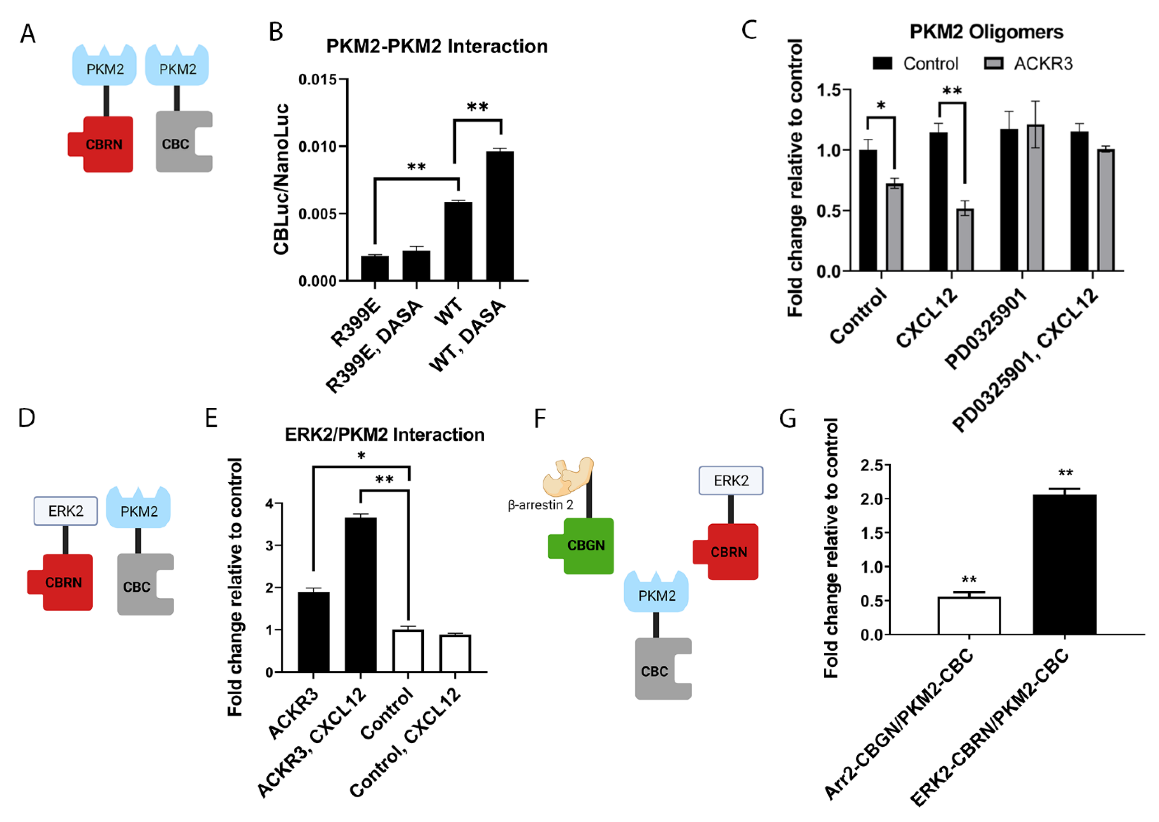 The CXCL12/CXCR4/ACKR3 Signaling Axis Regulates PKM2 and Glycolysis