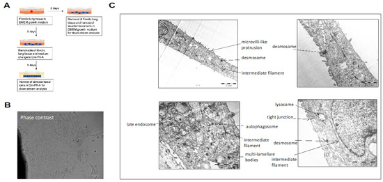 Alveolar Basal Cells Differentiate towards Secretory Epithelial- and ...