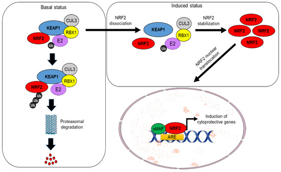 NRF2 and Mitochondrial Function in Cancer and Cancer Stem Cells