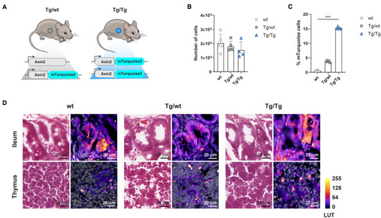 Axin2/Conductin Is Required for Normal Haematopoiesis and T Lymphopoiesis