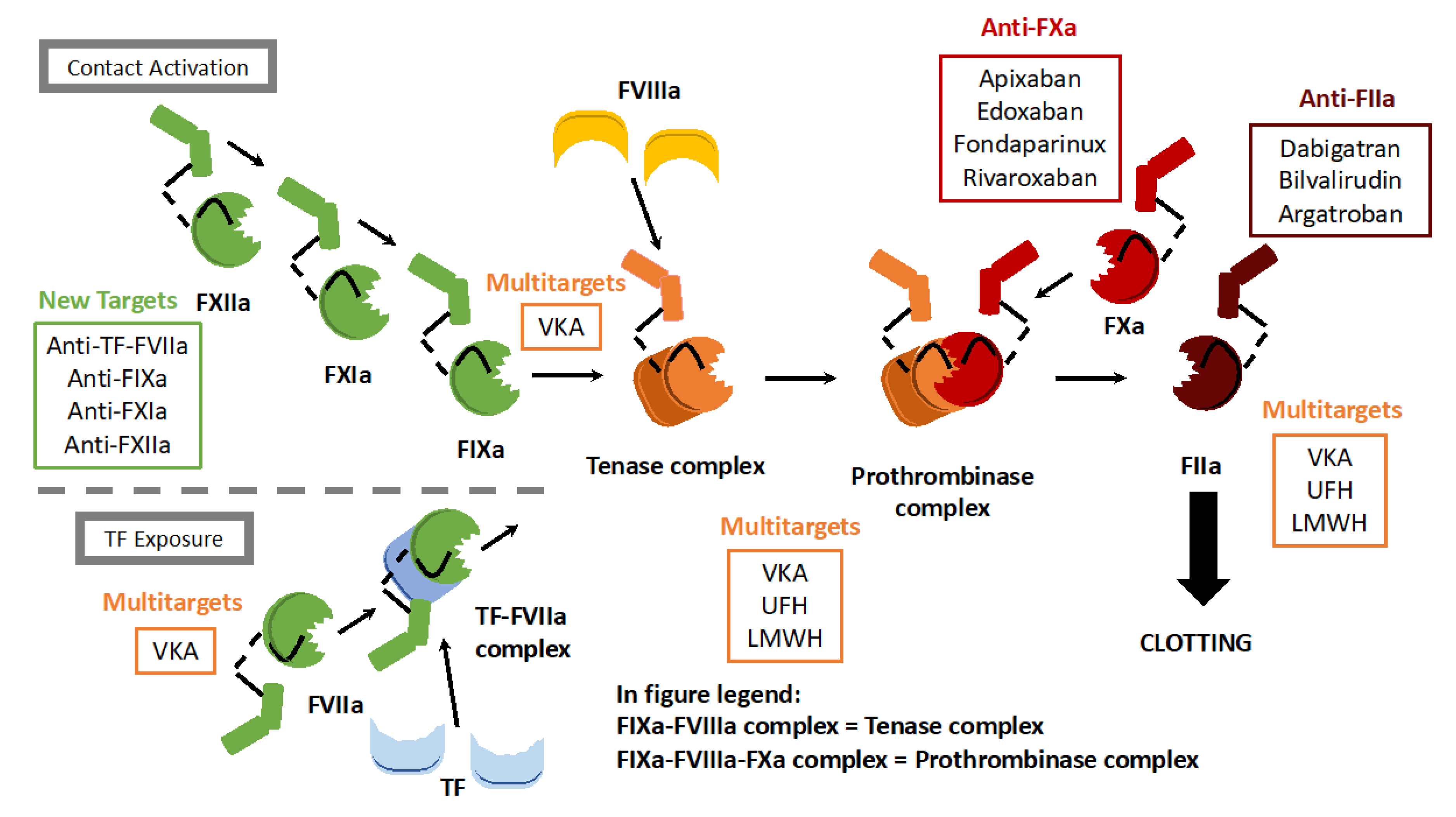 Anticoagulation Cascade Anticoagulation Cascade