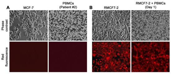 Breast Cancer MCF-7 Cells Acquire Heterogeneity during Successive Co ...