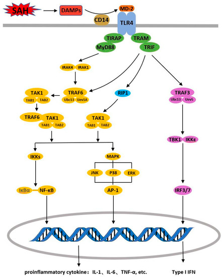 Progress in Research on TLR4-Mediated Inflammatory Response Mechanisms ...