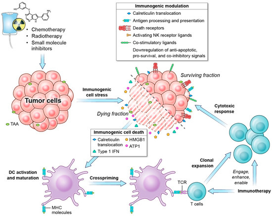 Dying of Stress: Chemotherapy, Radiotherapy, and Small-Molecule ...